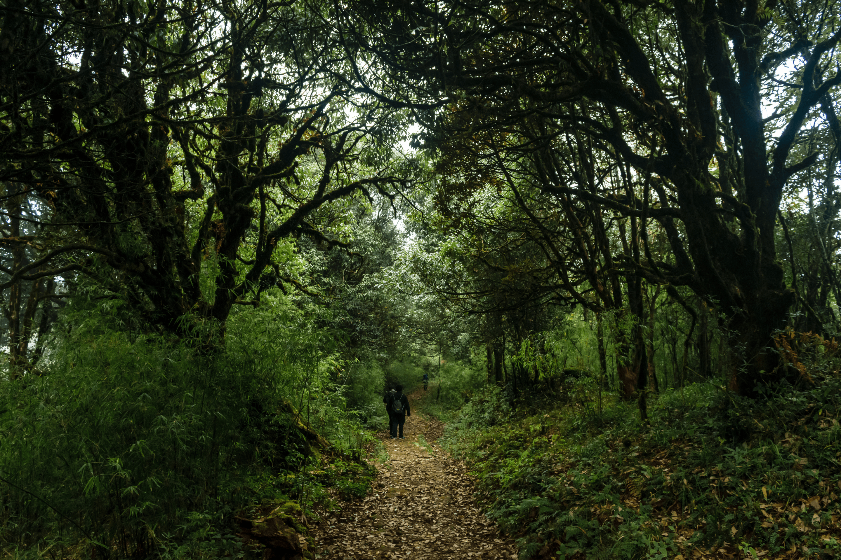Dudhatoli Winter Trek (3043) | Wanderin Man | Safest Trekking Trip Organizer